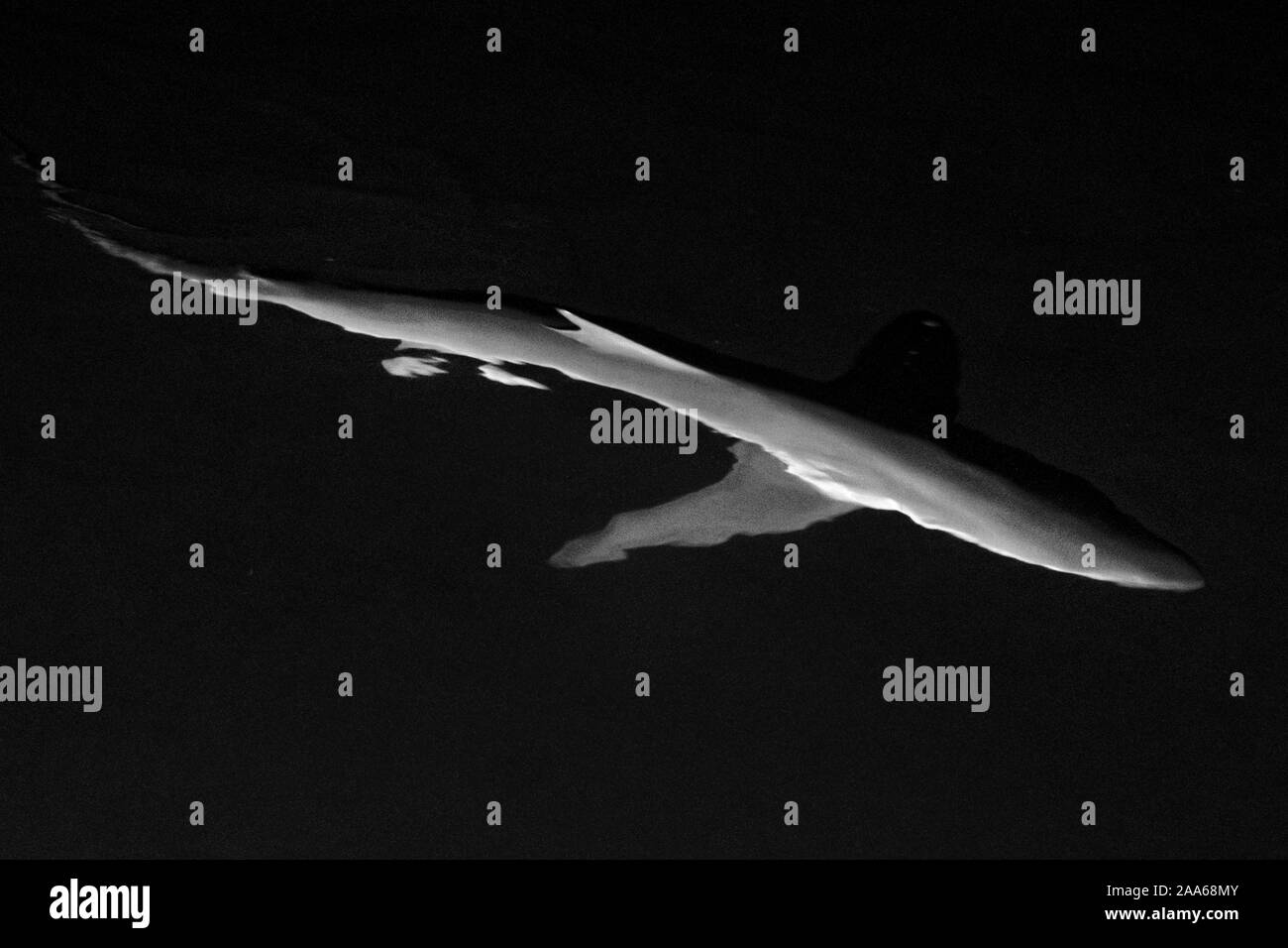 Silky shark (Carcharhinus falciformis) swims at surface during night in ...
