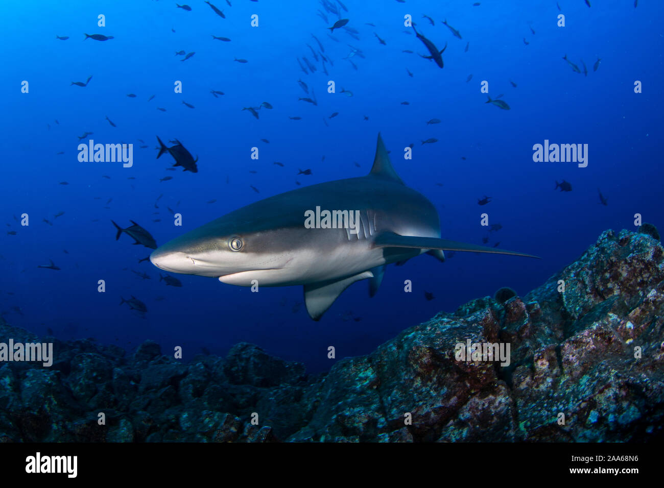 Underwater in the galapagos marine life in the galapagos islands hi-res ...