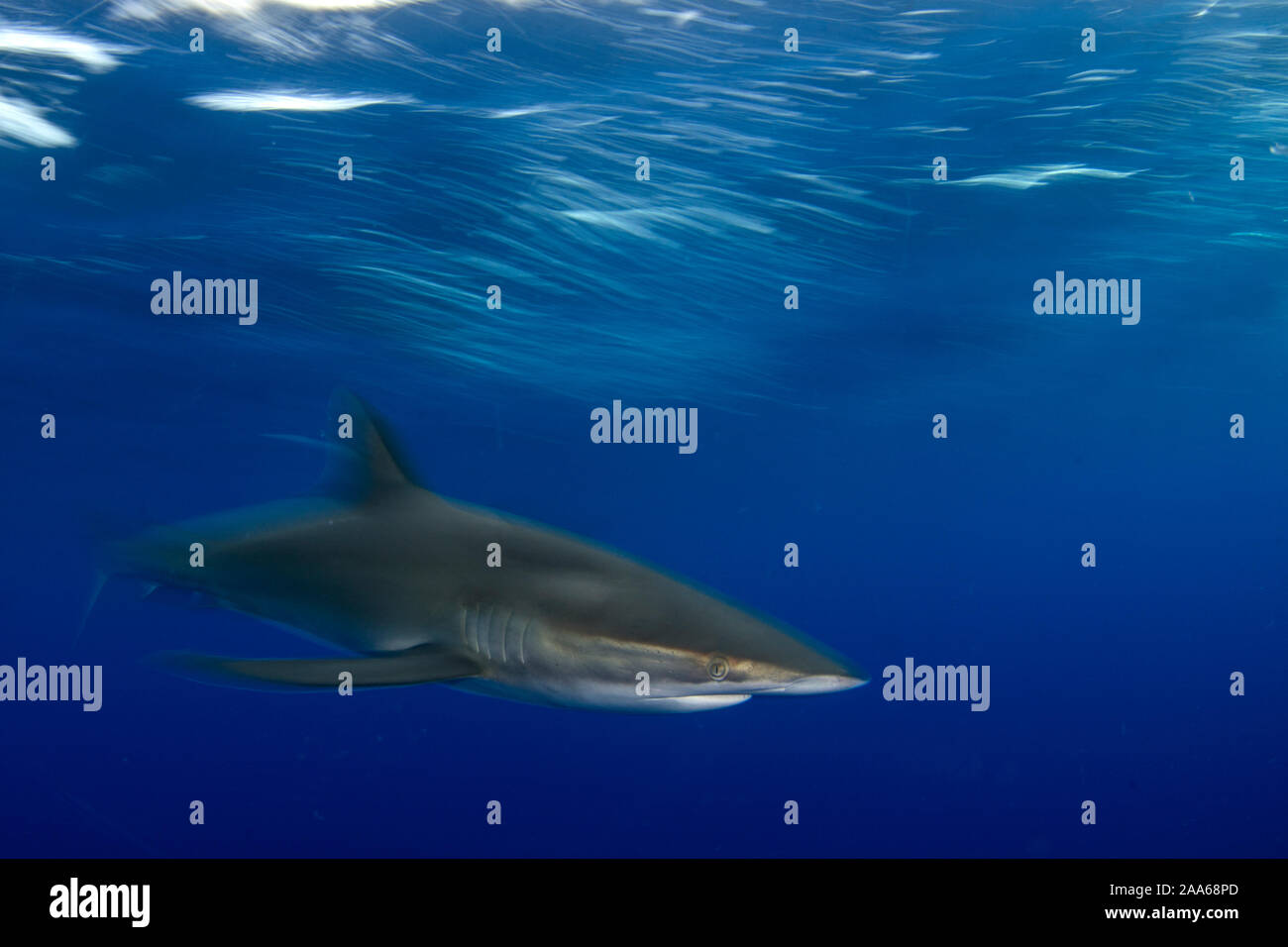 Silky shark (Carcharhinus falciformis) at dawn in Socorro Island ...