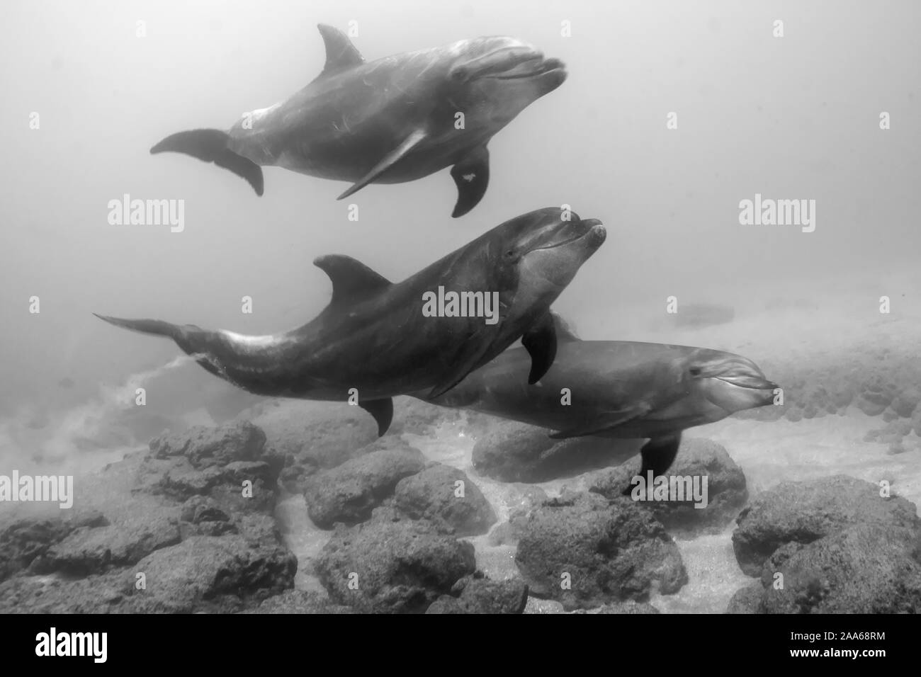 Three wild dolphins in Isla Clarion, Revillagigedo, Mexico Stock Photo ...