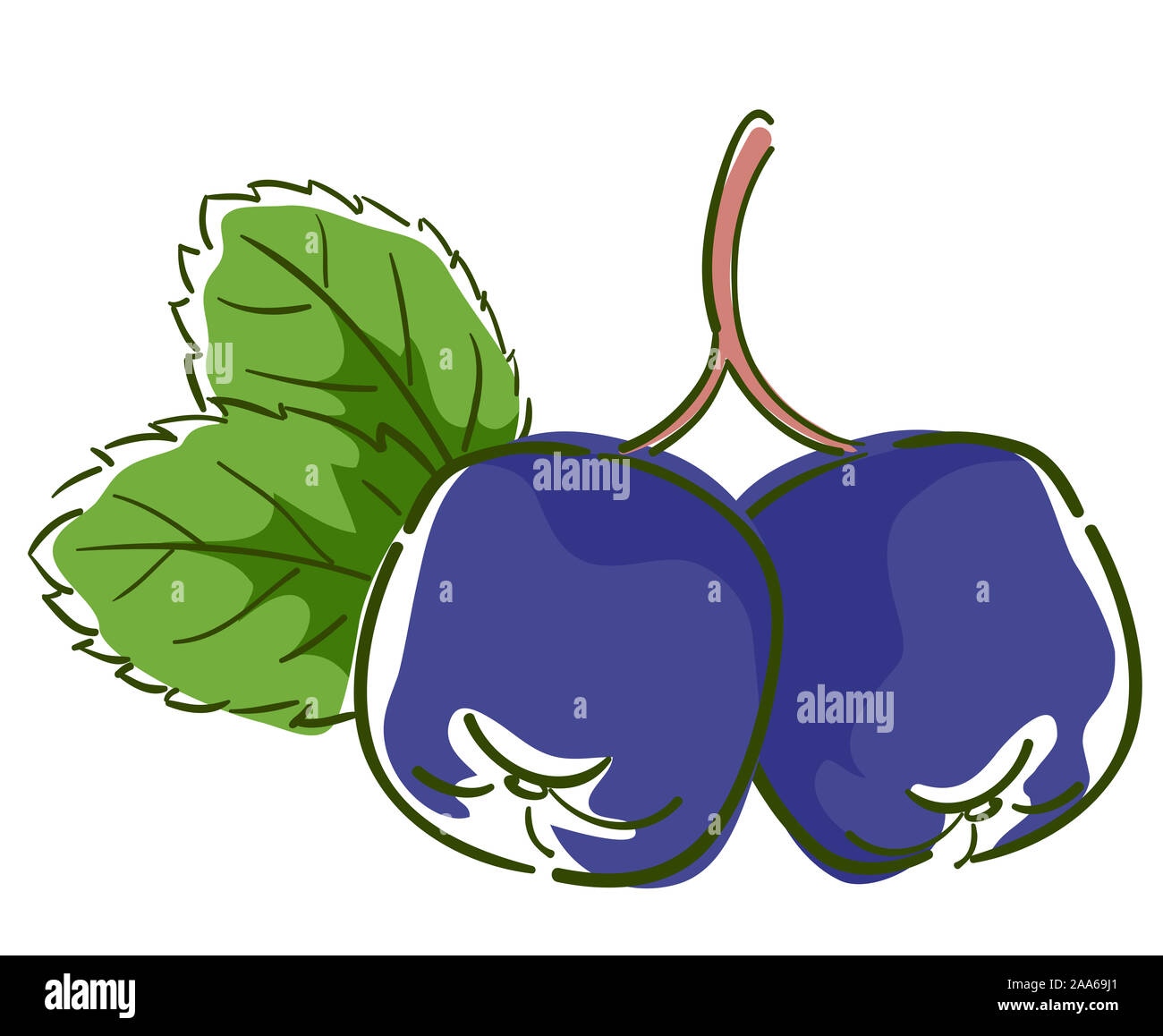 Illustration of an Acai Berry Fruit, a Super Food Stock Photo - Alamy