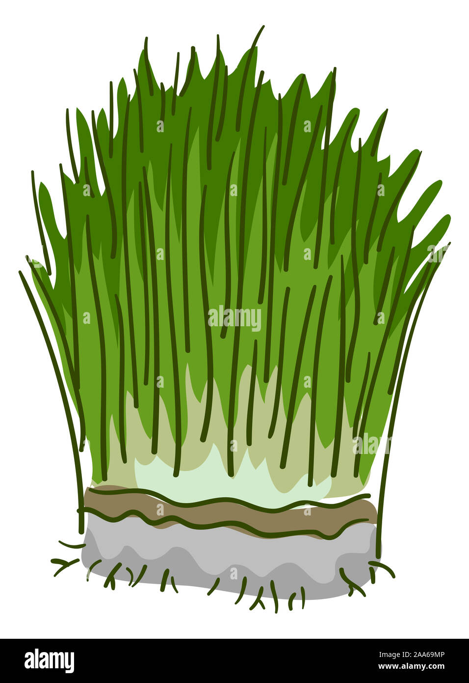 Illustration of Wheatgrass, a Superfood Vegetable Stock Photo - Alamy