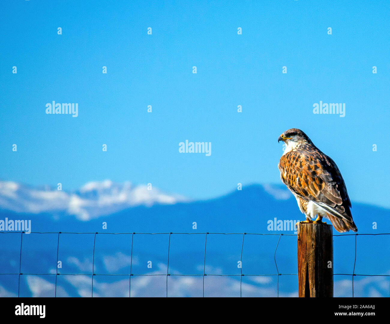 Grasslands hawk hi-res stock photography and images - Alamy