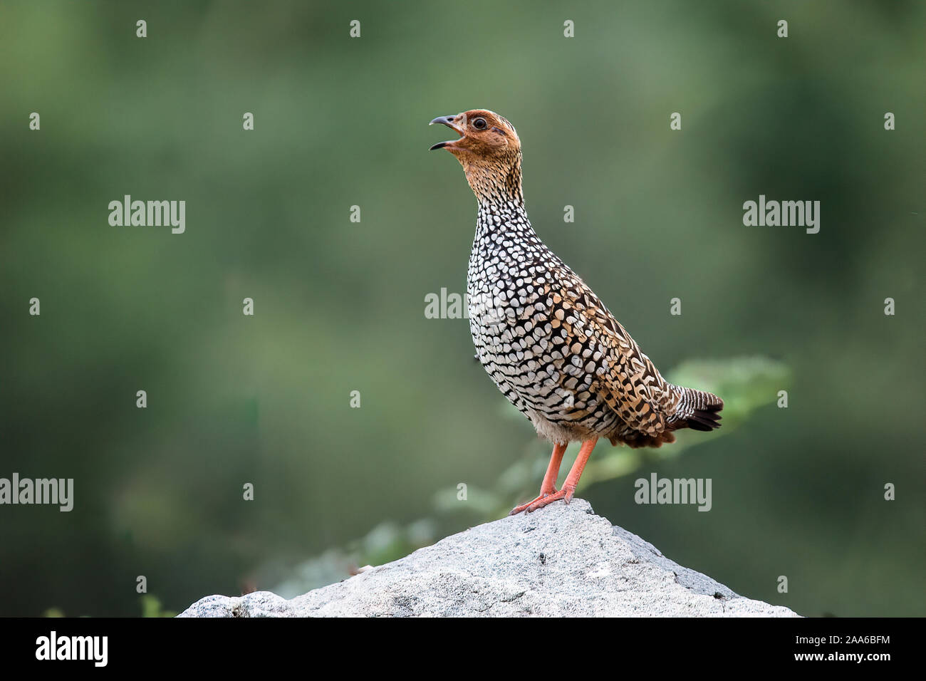 Francolin and partridge hi-res stock photography and images - Alamy