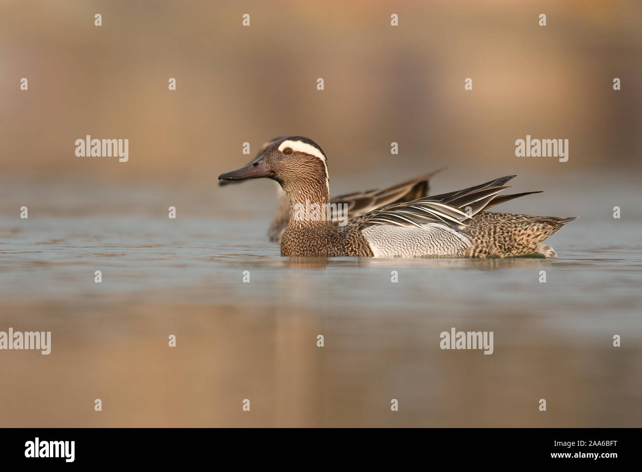 Garganey Wading through water on a bright summer morning Stock Photo ...
