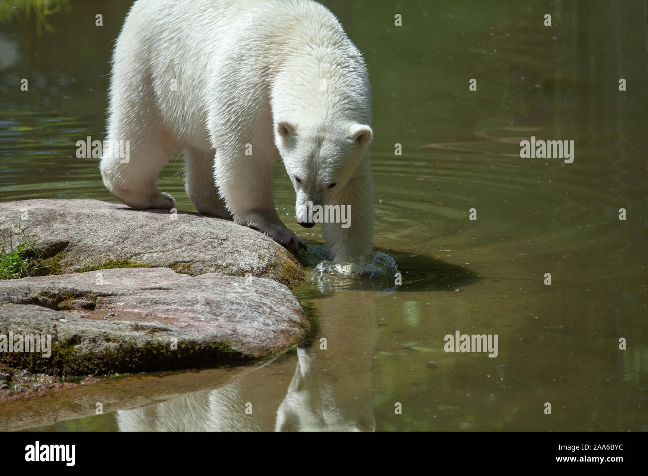 Reflection on bear river hi-res stock photography and images - Alamy