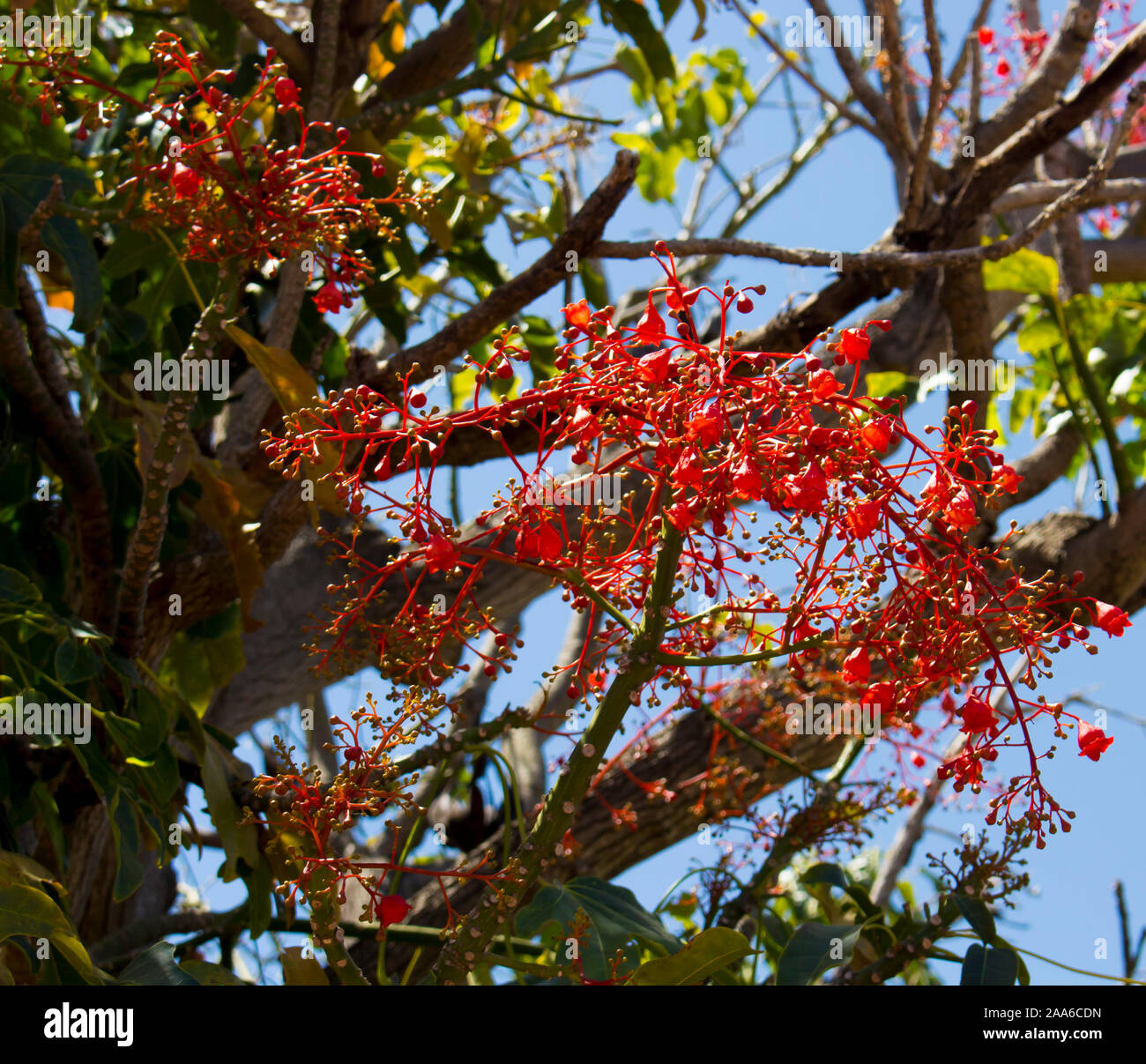 Australian Brachychiton acerifolius, the Illawarra Flame Tree ...