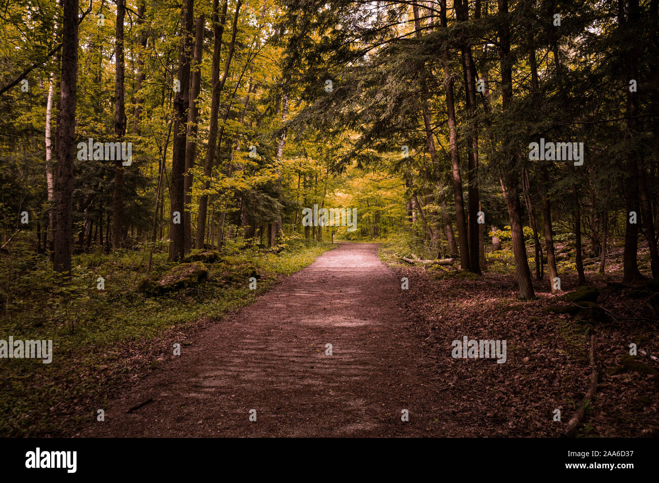 Forest path walkway from the darkness, ontario, canada, crawford lake ...