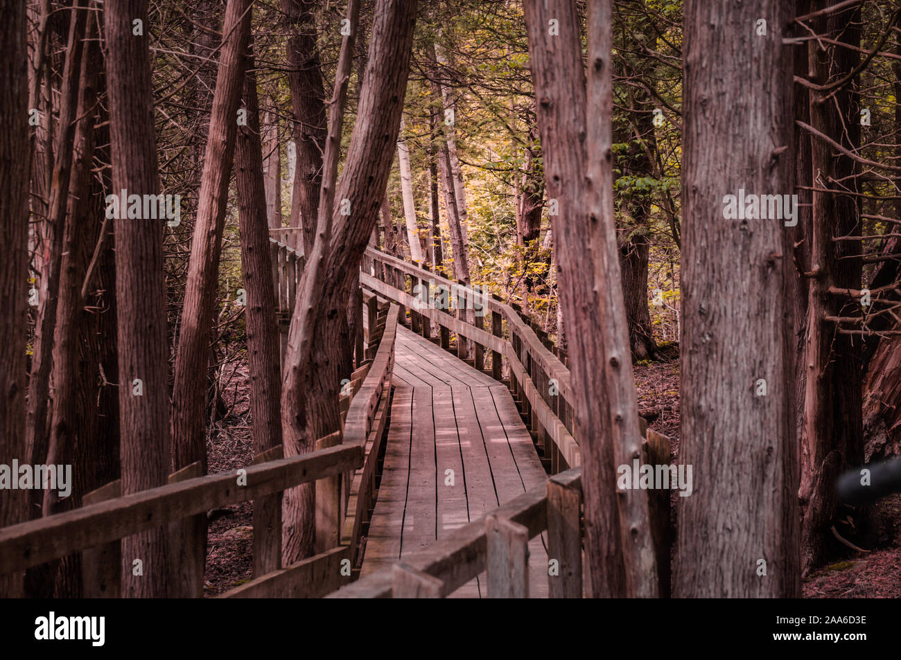 Winding forest wooden path walkway through wetlands, ontario, canada ...