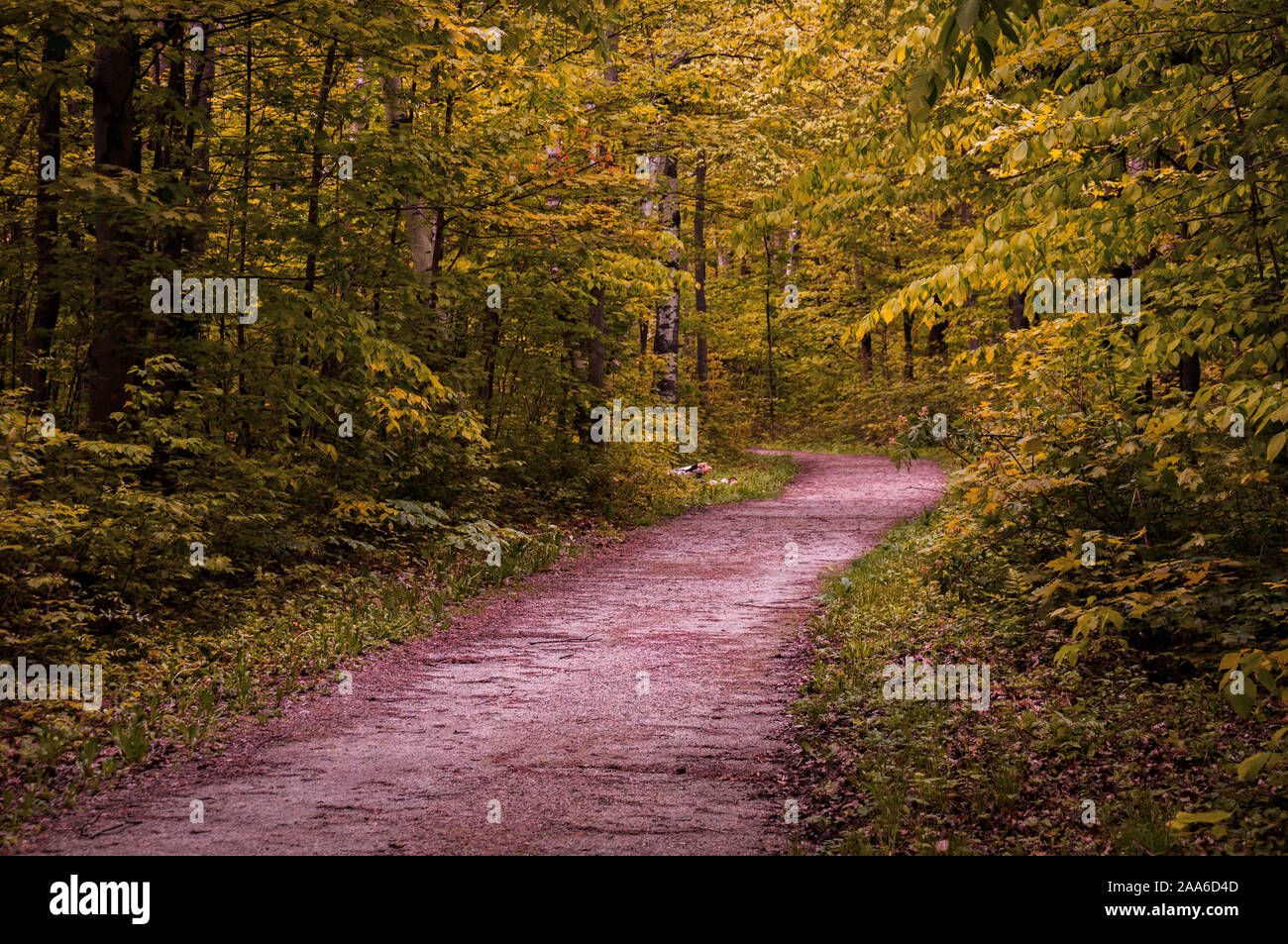Winding forest path walkway ontario, canada, crawford lake, autumn fall ...