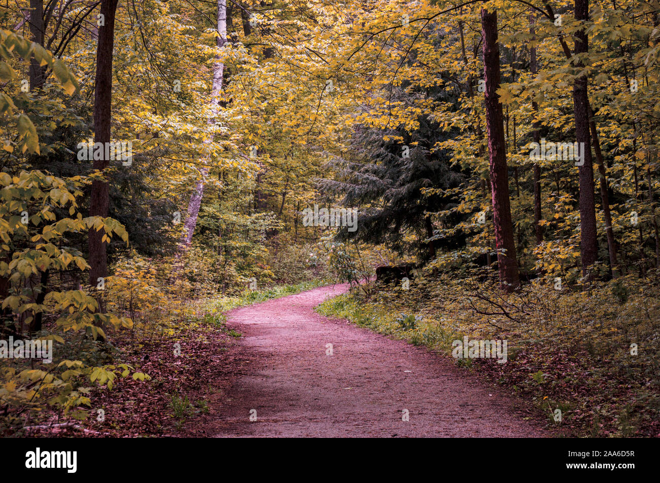 Winding forest path walkway ontario, canada, crawford lake, autumn fall ...