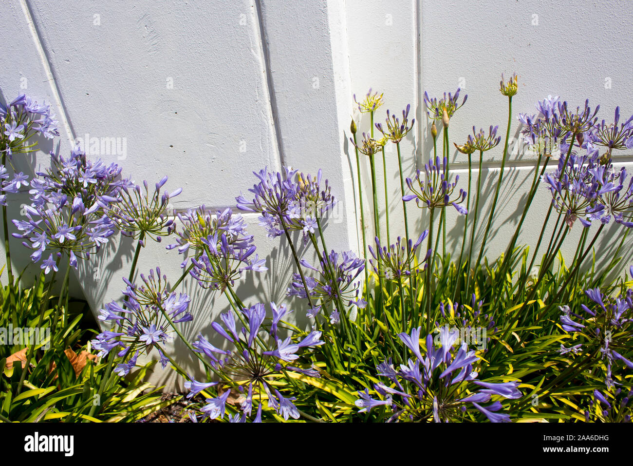 Stately purple agapanthus Lily of the Nile genus in subfamily ...