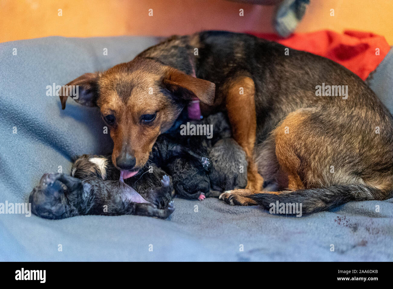 Momma Dog with new born puppies Stock Photo - Alamy