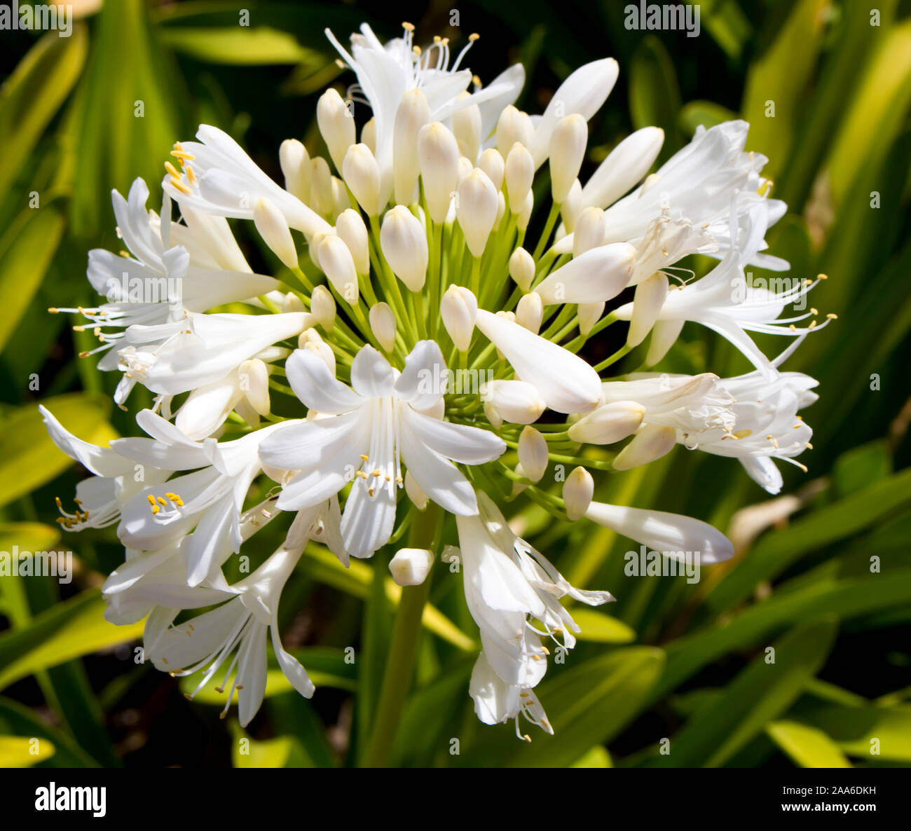 Stately snow white agapanthus Lily of the Nile genus in subfamily ...