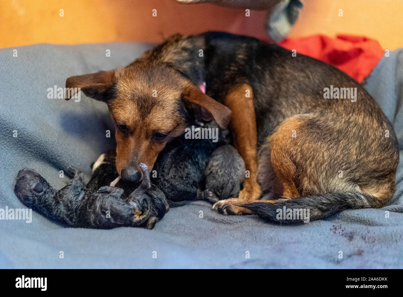 Momma Dog with new born puppies Stock Photo - Alamy