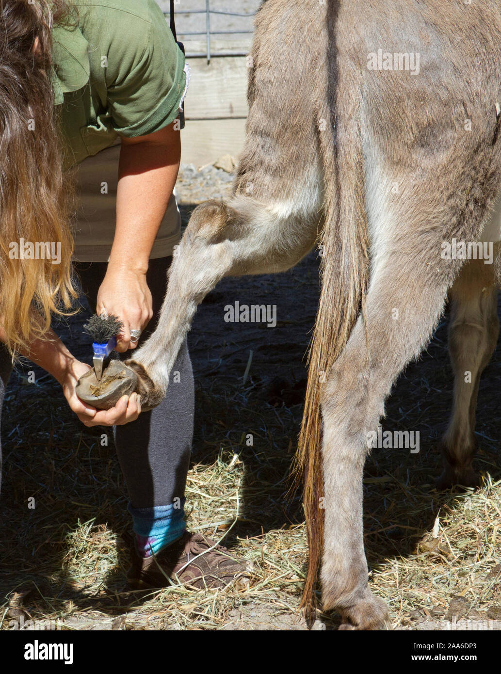 Scraping hoof hi-res stock photography and images - Alamy