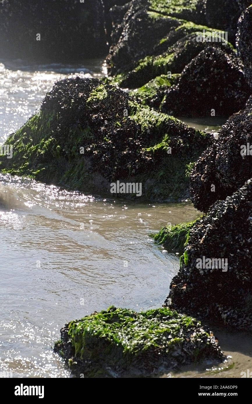 Black rock with seaweed and seashells hi-res stock photography and ...