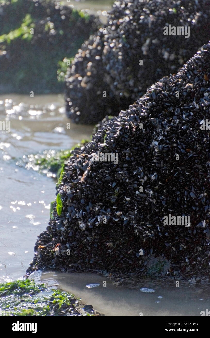 Coastal_water hi-res stock photography and images - Alamy
