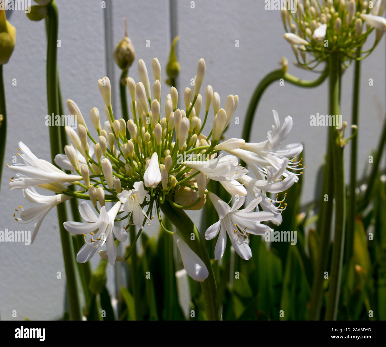 Stately snow white agapanthus Lily of the Nile genus in subfamily ...