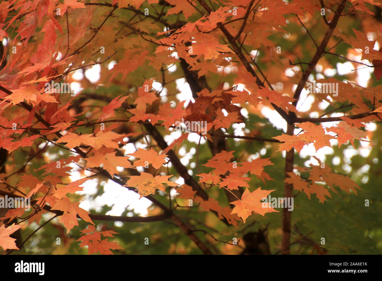 A beautiful maple tree flaunts its vivid orange leaves on an autumn ...