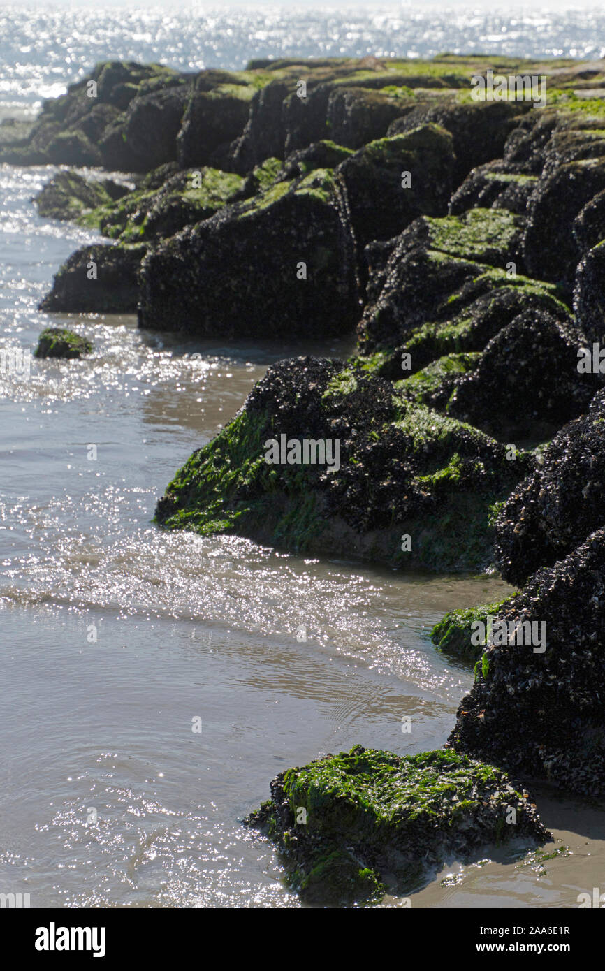 Thriving habitat hi-res stock photography and images - Alamy