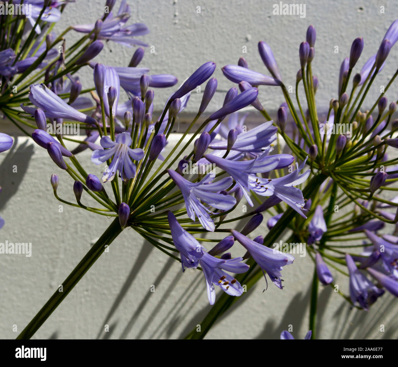 Stately purple agapanthus Lily of the Nile genus in subfamily ...