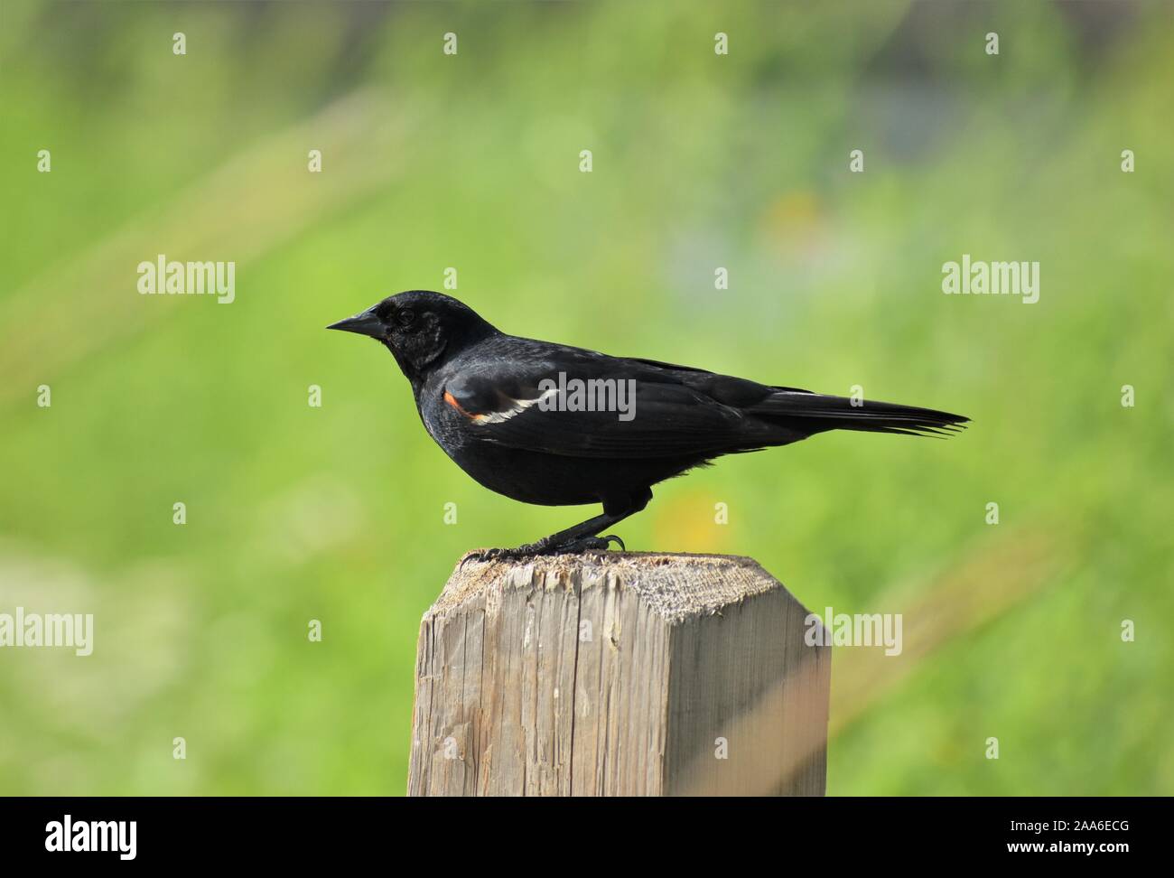 Red Wing Blackbird on fence post Stock Photo - Alamy