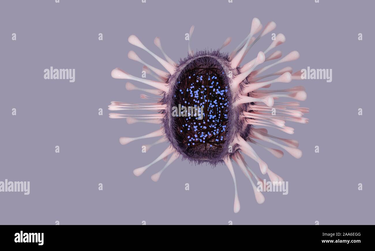 Zika virus microscope hi-res stock photography and images - Alamy