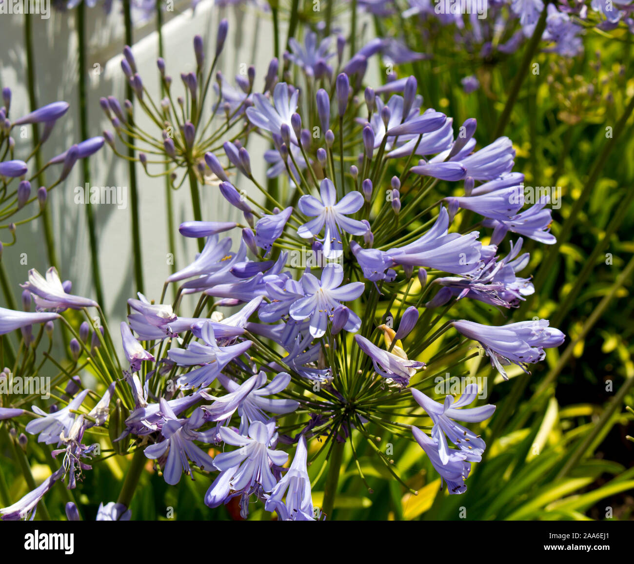 Stately purple agapanthus Lily of the Nile genus in subfamily ...