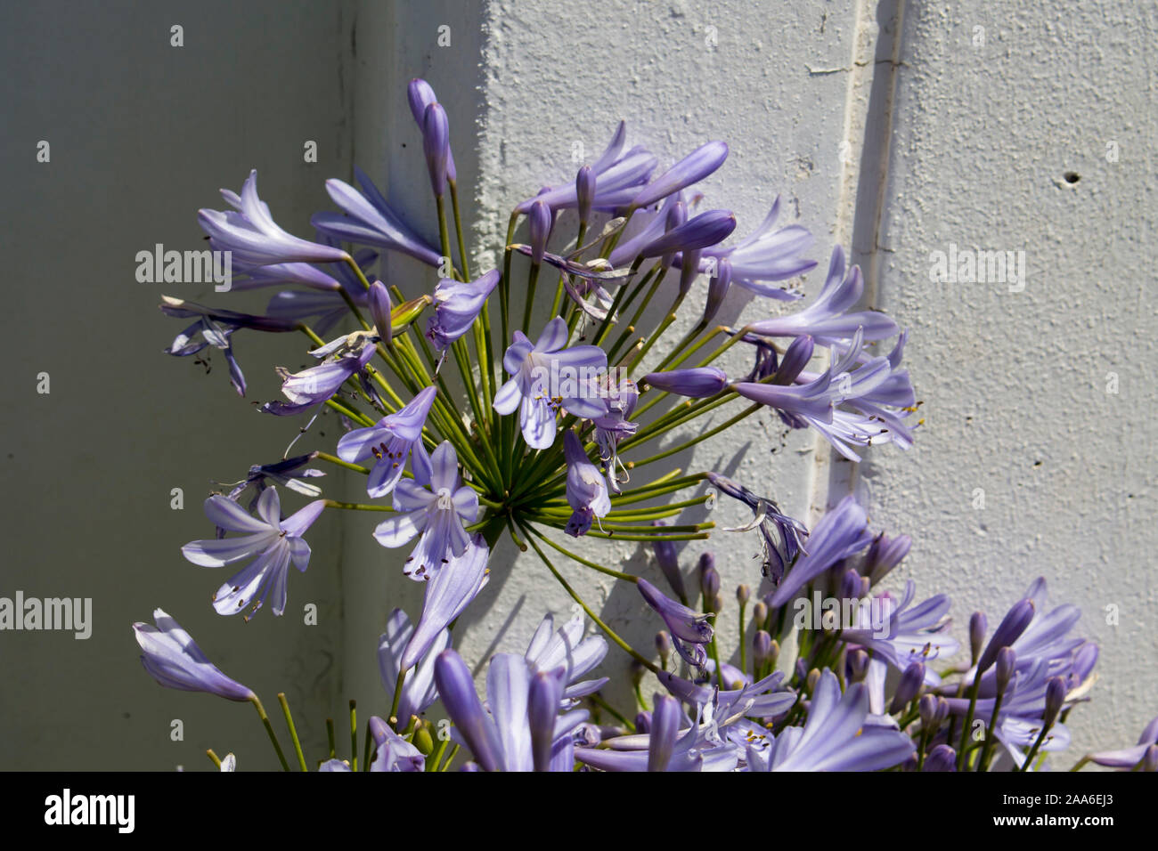 Stately purple agapanthus Lily of the Nile genus in subfamily ...