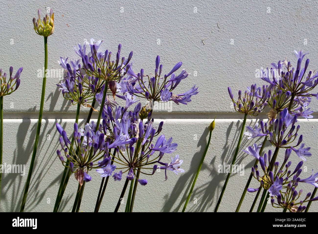 Stately purple agapanthus Lily of the Nile genus in subfamily ...