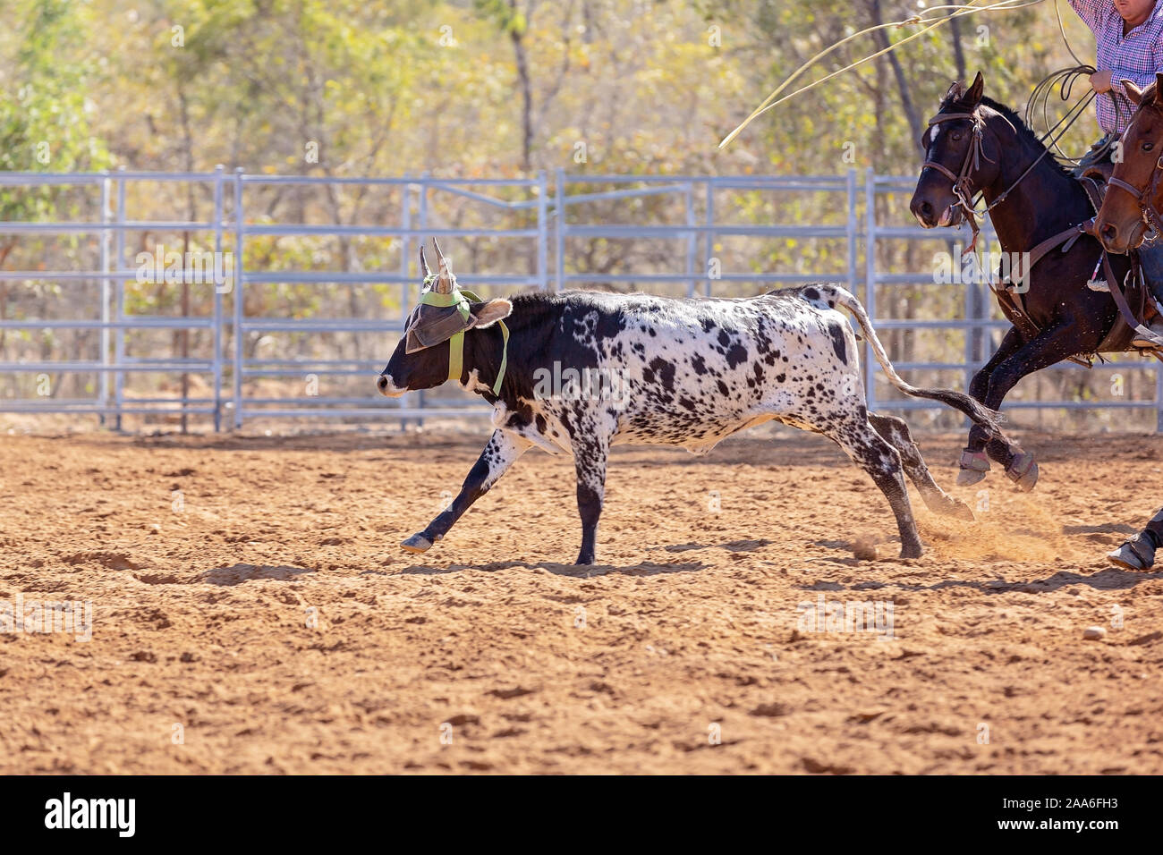 Calf being lassoed in a team calf roping event by cowboys at a country ...