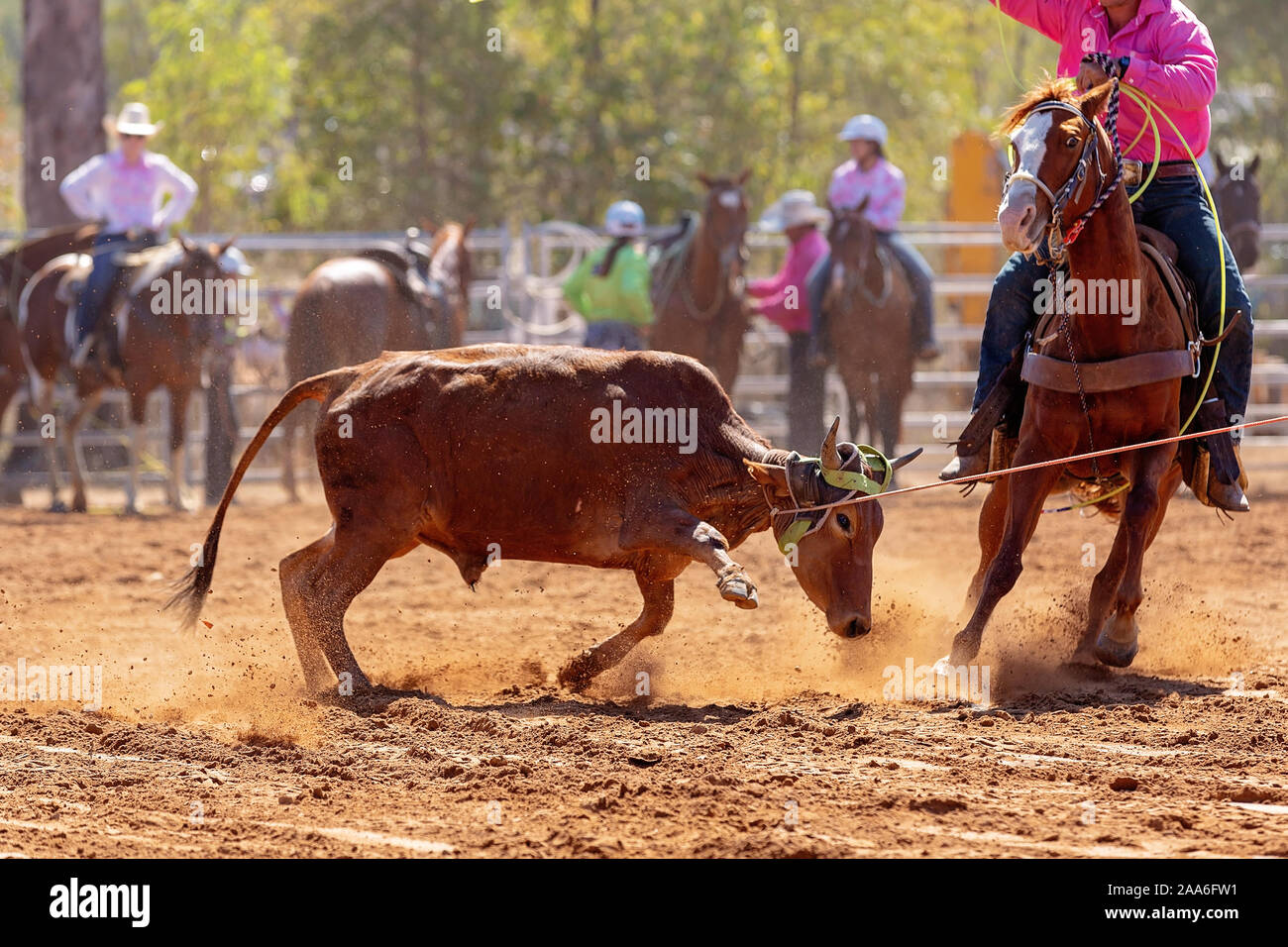 Calf being lassoed in a team calf roping event by cowboys at a country ...