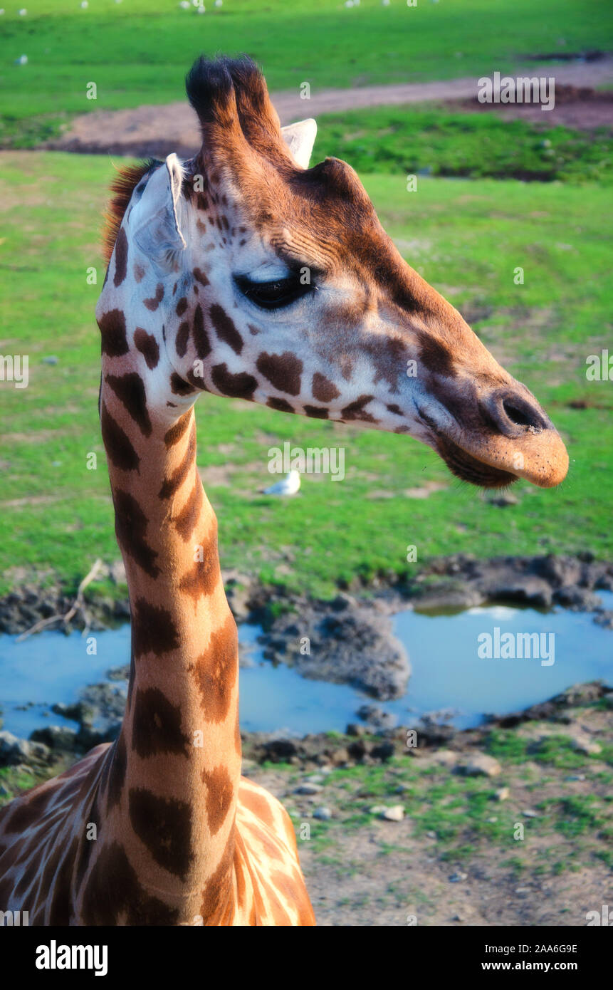Girafes hi-res stock photography and images - Alamy