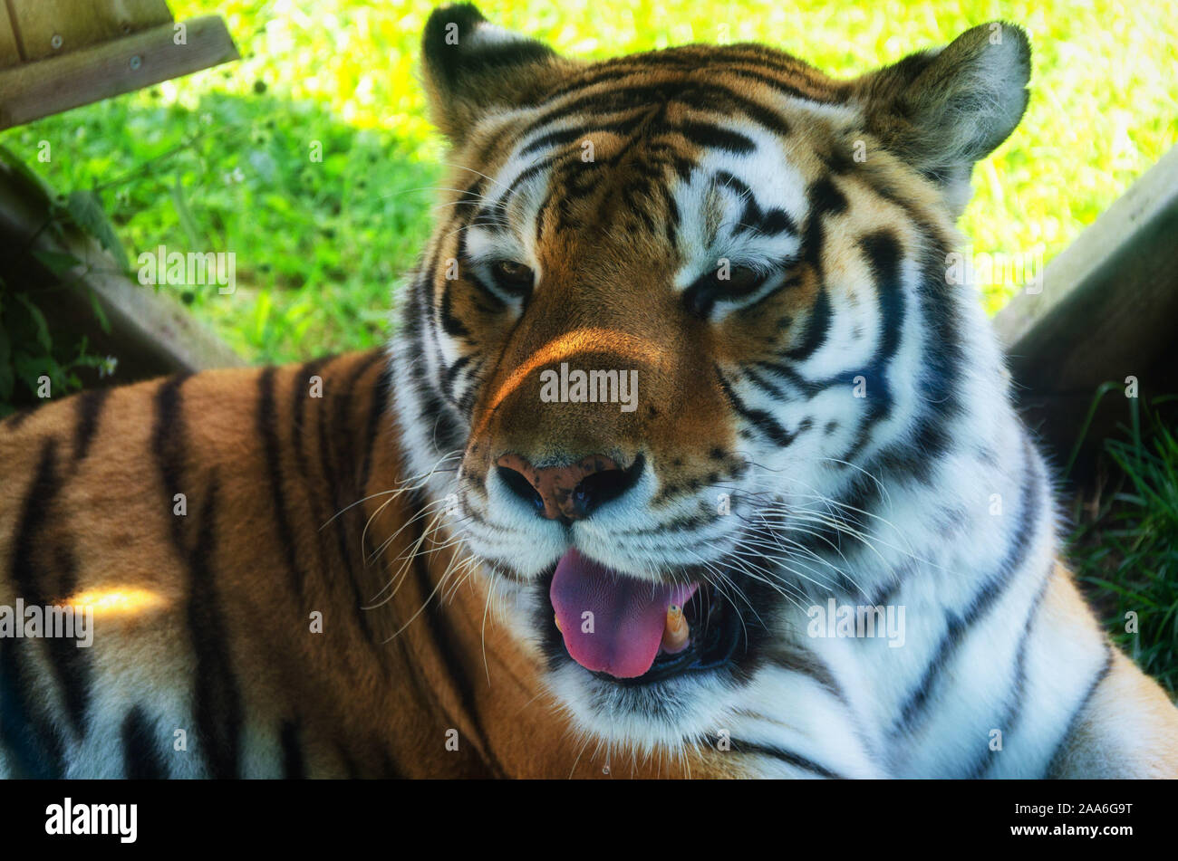 Tiger relaxing hi-res stock photography and images - Alamy