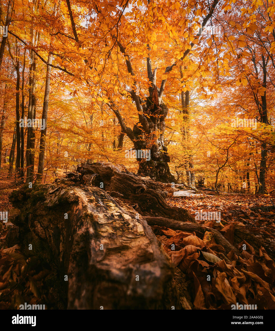 Beautiful beech tree hi-res stock photography and images - Alamy