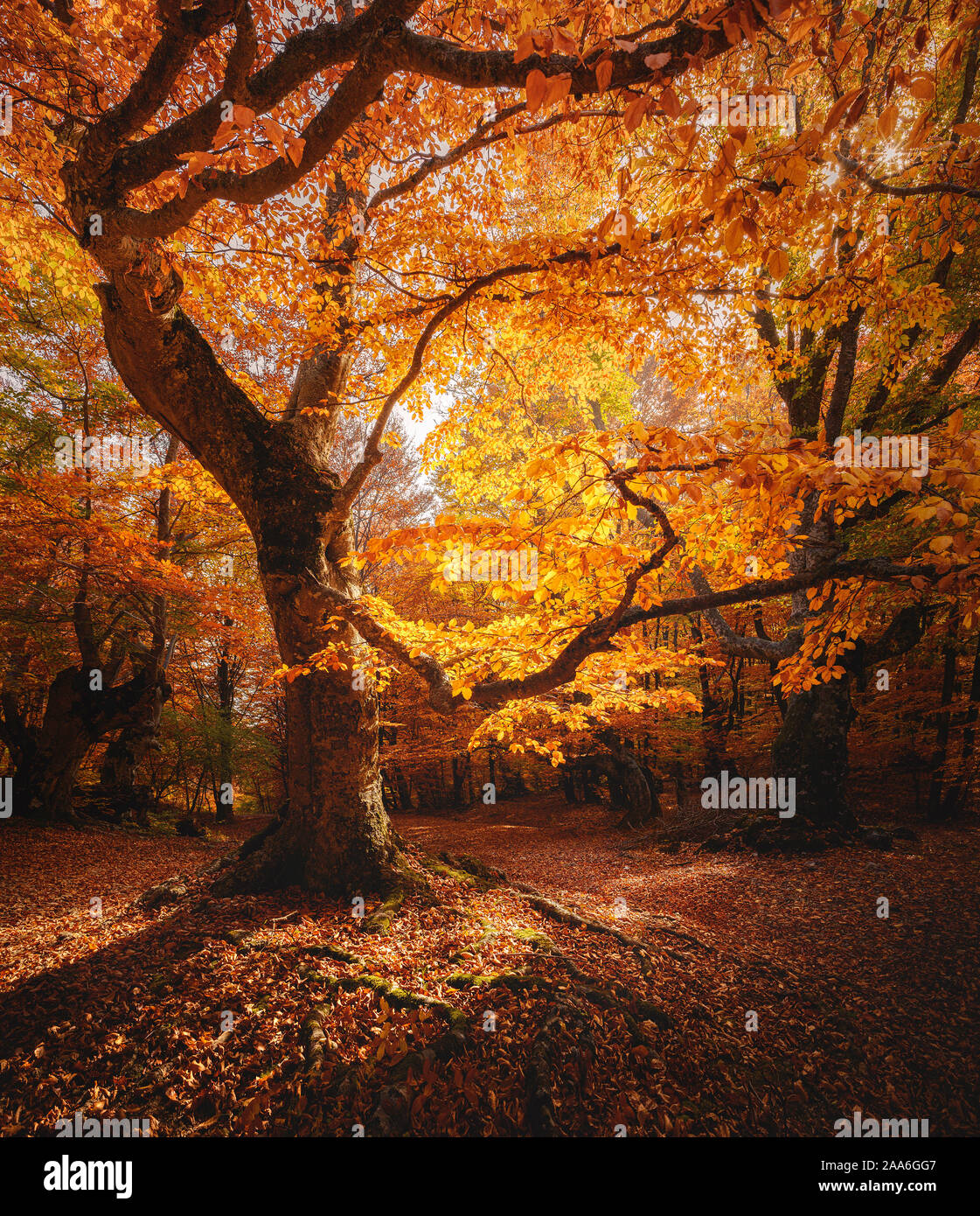 Curvy tree hi-res stock photography and images - Alamy