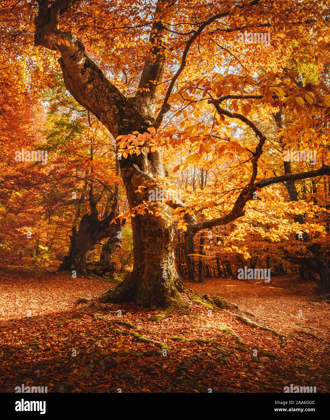 Beech tree autumn hi-res stock photography and images - Alamy