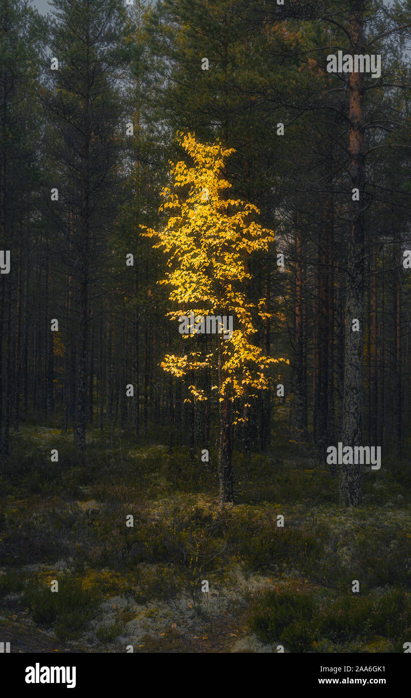 Lonely vertical hi-res stock photography and images - Alamy