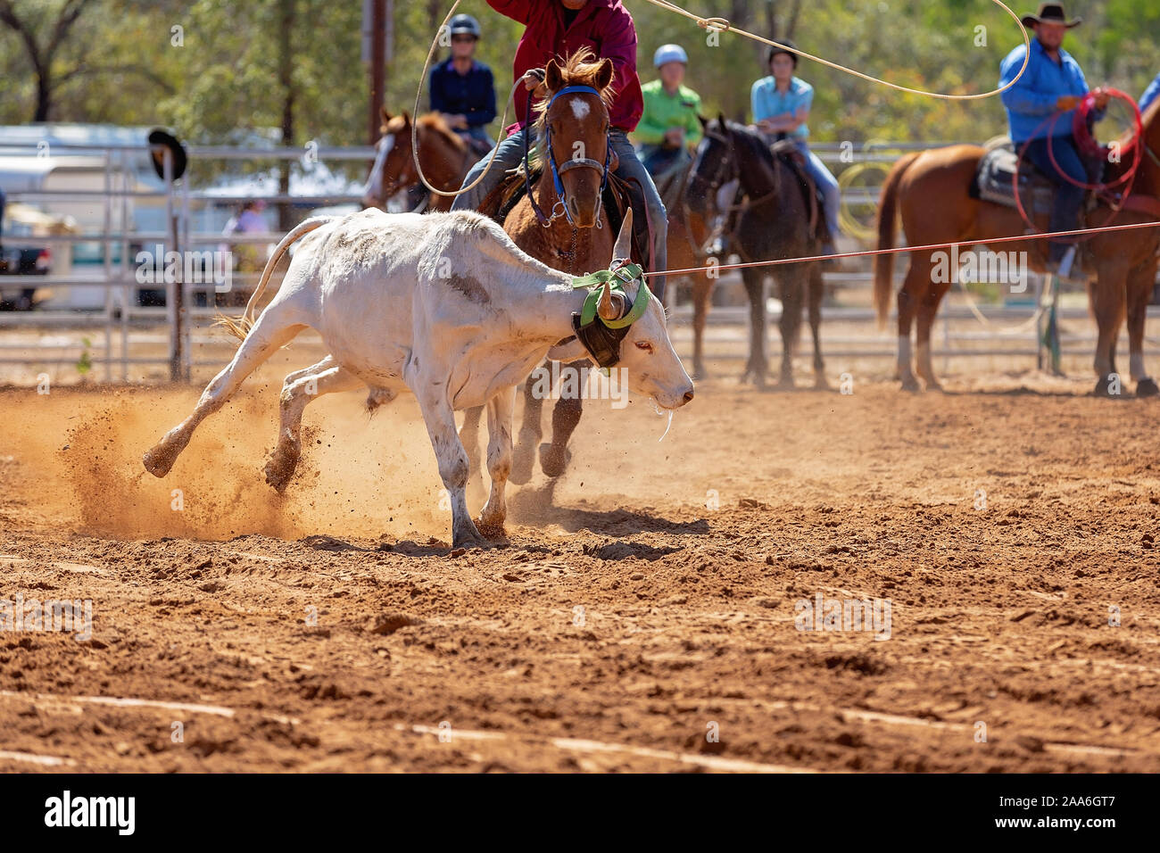 Calf being lassoed in a team calf roping event by cowboys at a country ...