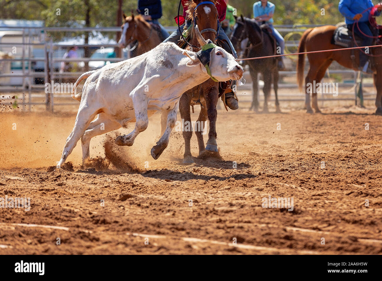 Calf being lassoed in a team calf roping event by cowboys at a country ...