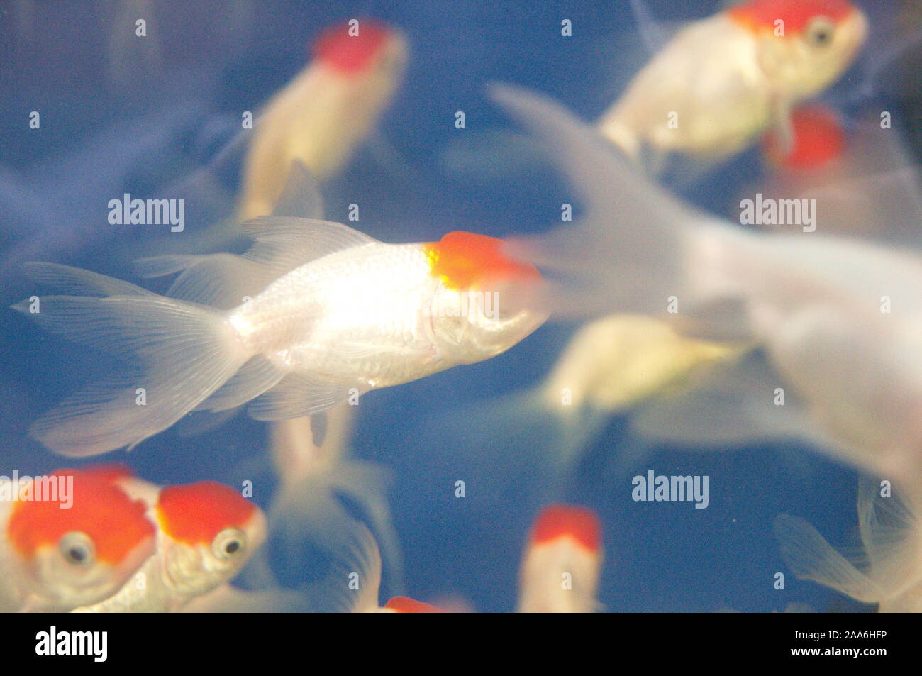 Aquarium fish, very cute fish Stock Photo - Alamy