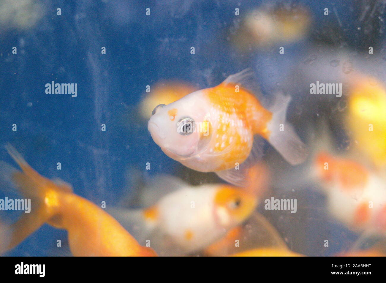 Aquarium fish, very cute fish Stock Photo - Alamy