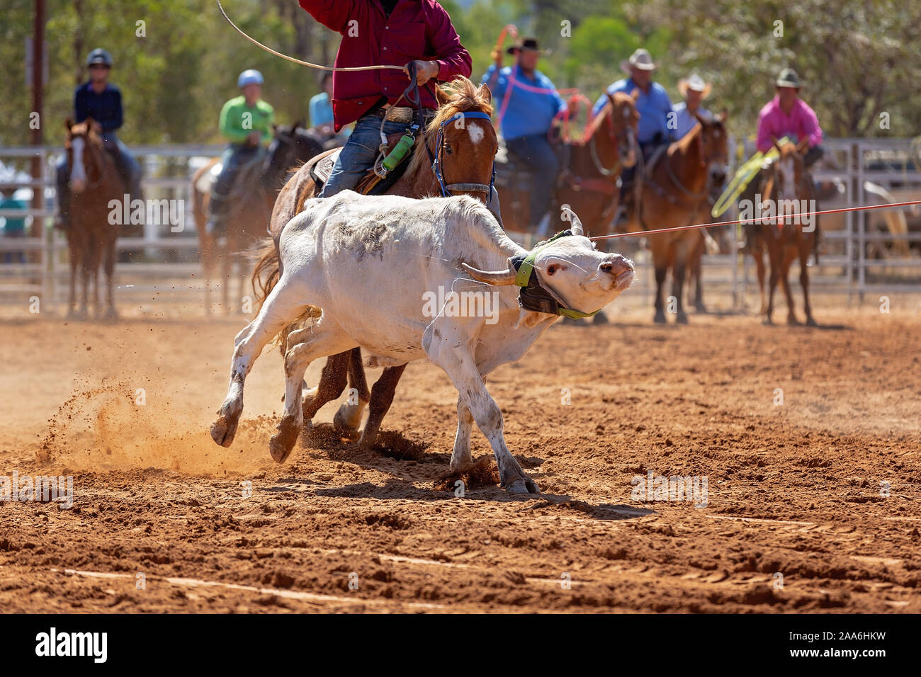 Calf being lassoed in a team calf roping event by cowboys at a country ...