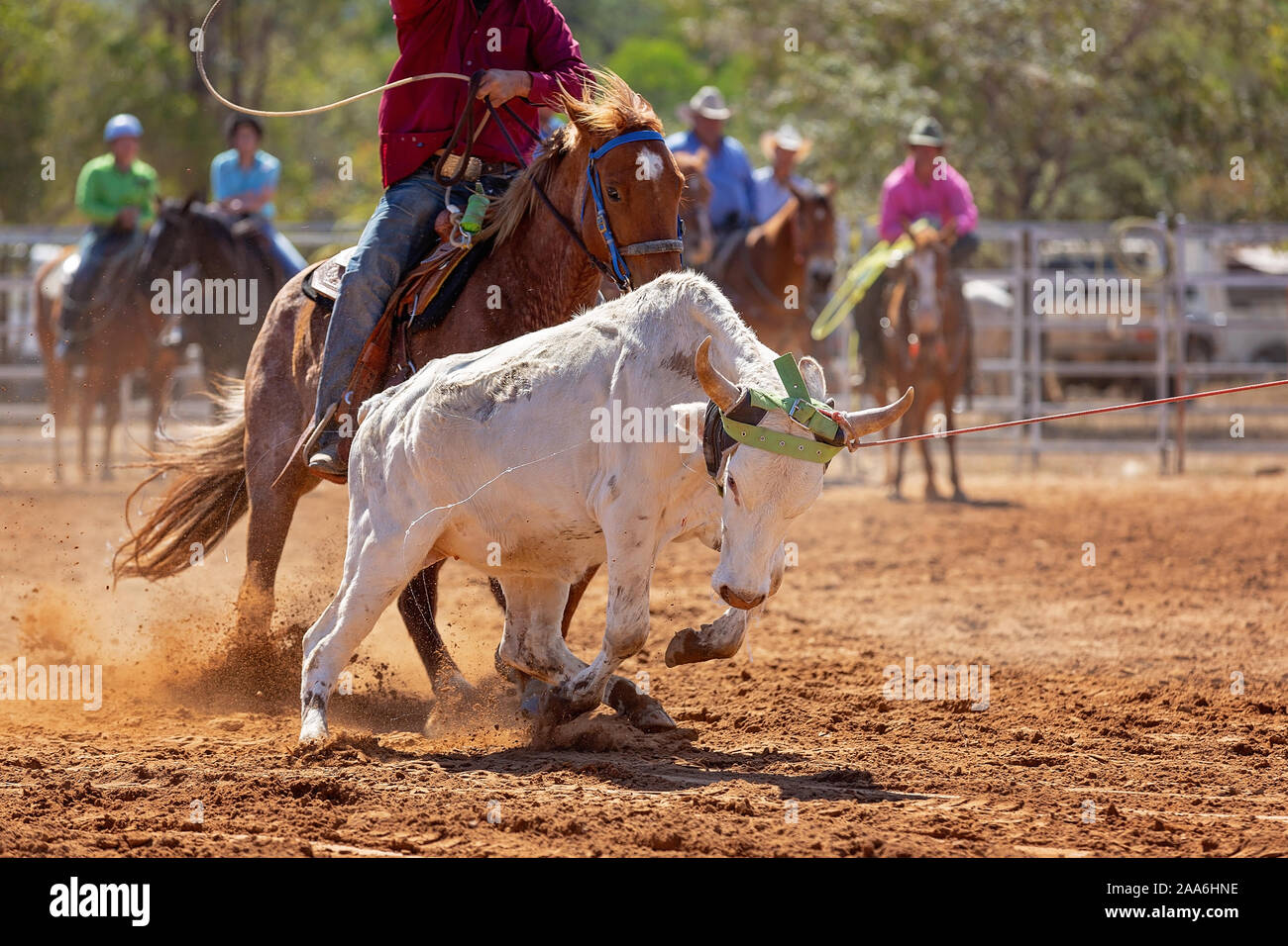 Calf being lassoed in a team calf roping event by cowboys at a country ...