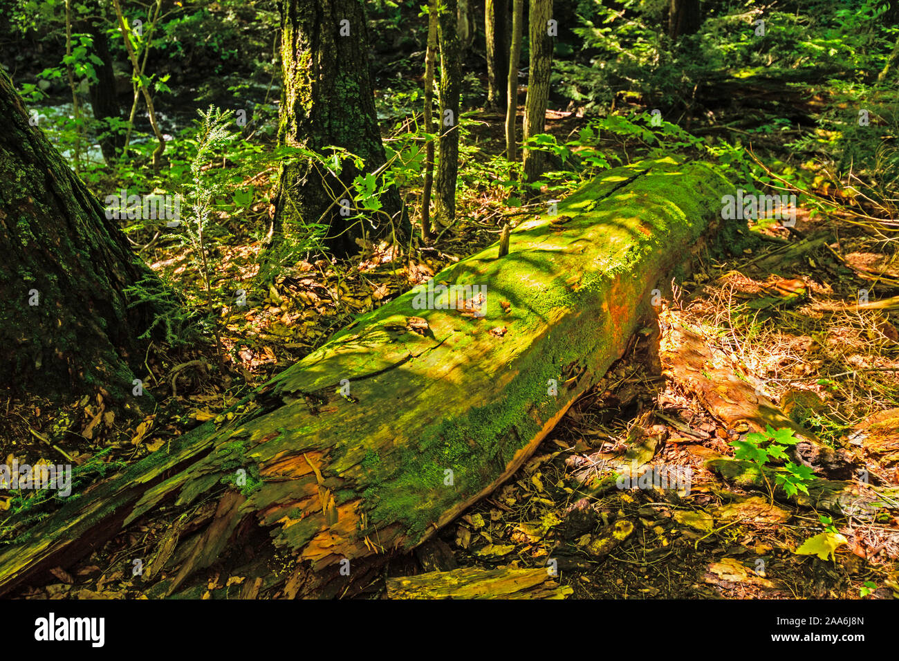 Moss Covered Log in the Forest in Porcupine Mountains State Park in ...