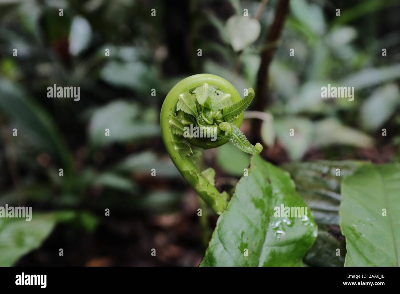 Fern uncurling hi-res stock photography and images - Alamy