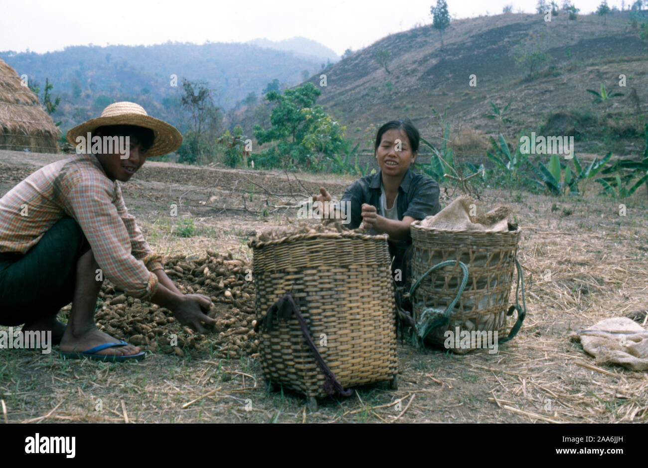 For these indigenous Karen tribe farmers in Burma (Myanmar), ginger ...