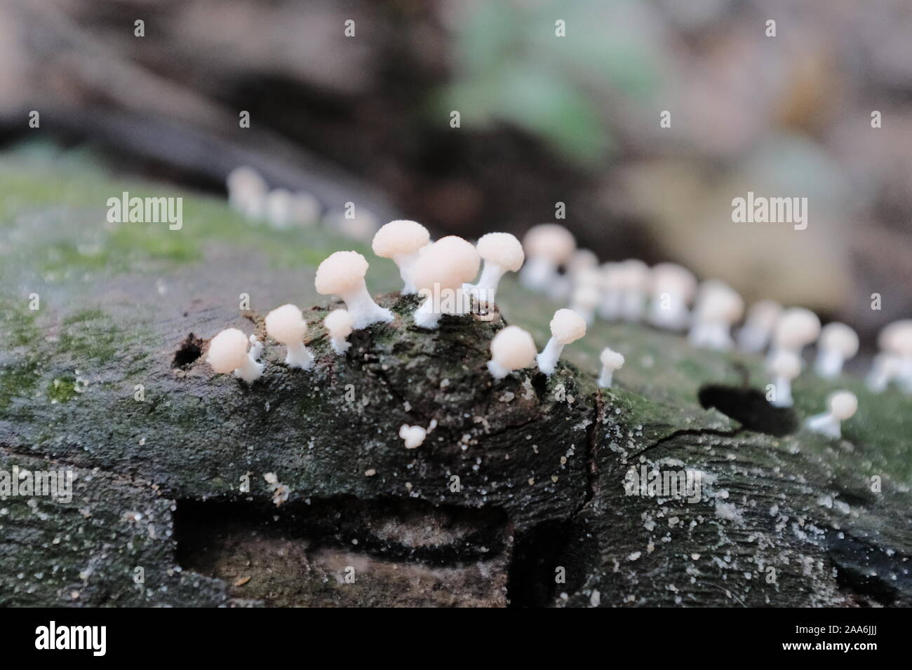 Miniature white fungi growing on a log Stock Photo - Alamy