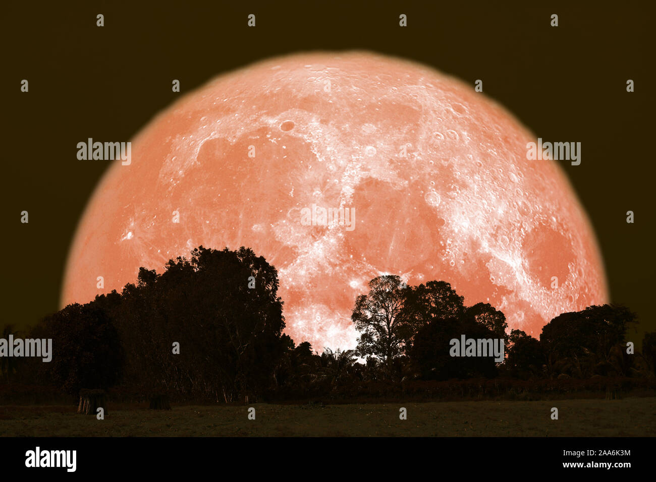 full Thunder moon on night sky back over silhouette forest, Elements of ...